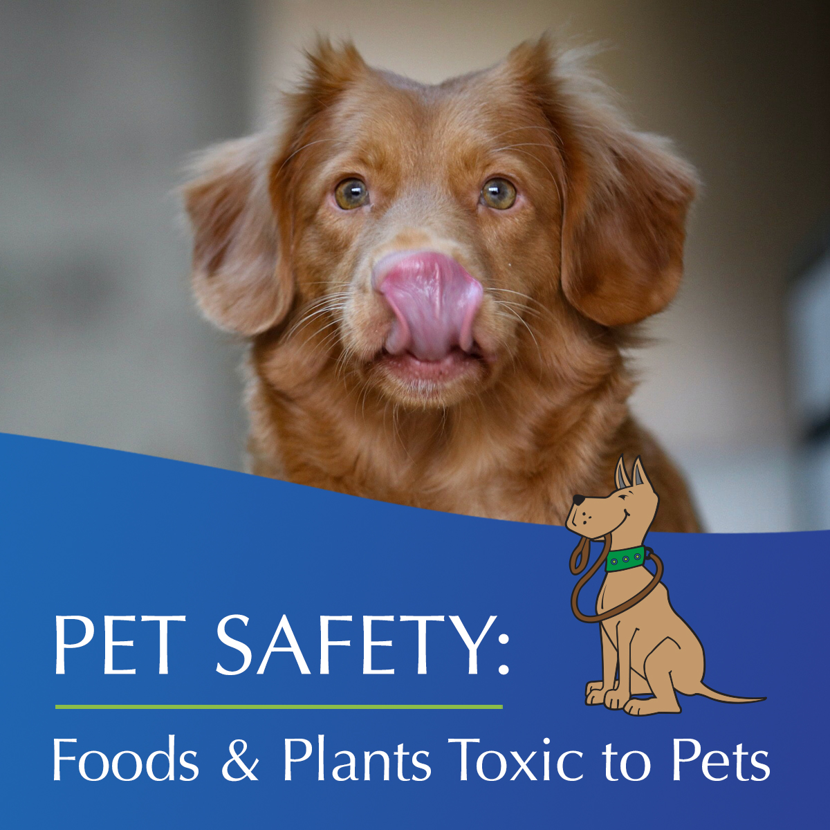 Pet Safety Around the House: Foods & Plants Toxic to Pets - Dog Days of ...